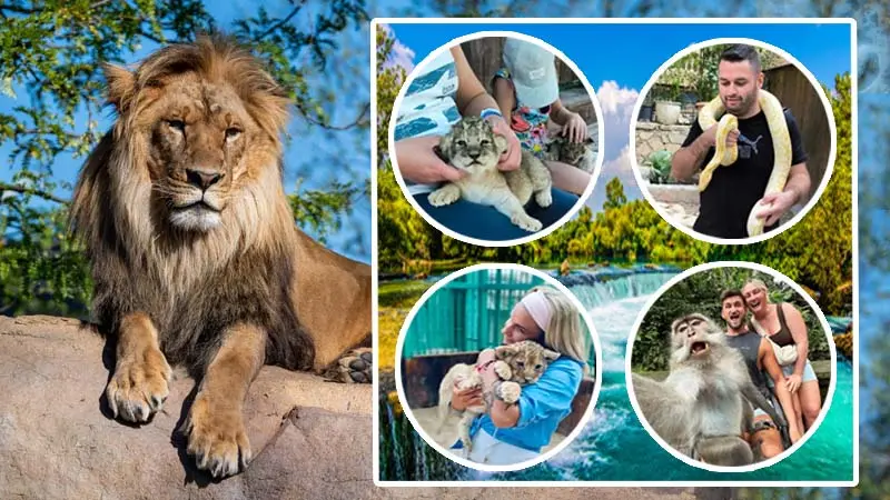 Lion Park and Zoo Tour (Photo with Lions, Snakes, Monkeys) - Alanya Zoo ...