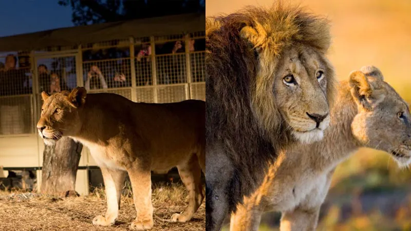 Private tour with lions & Holding lions on Lion Park - Alanya Zoo ...