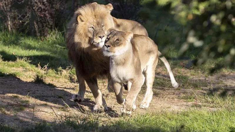 Private tour with lions & Holding lions on Lion Park - Alanya Zoo ...